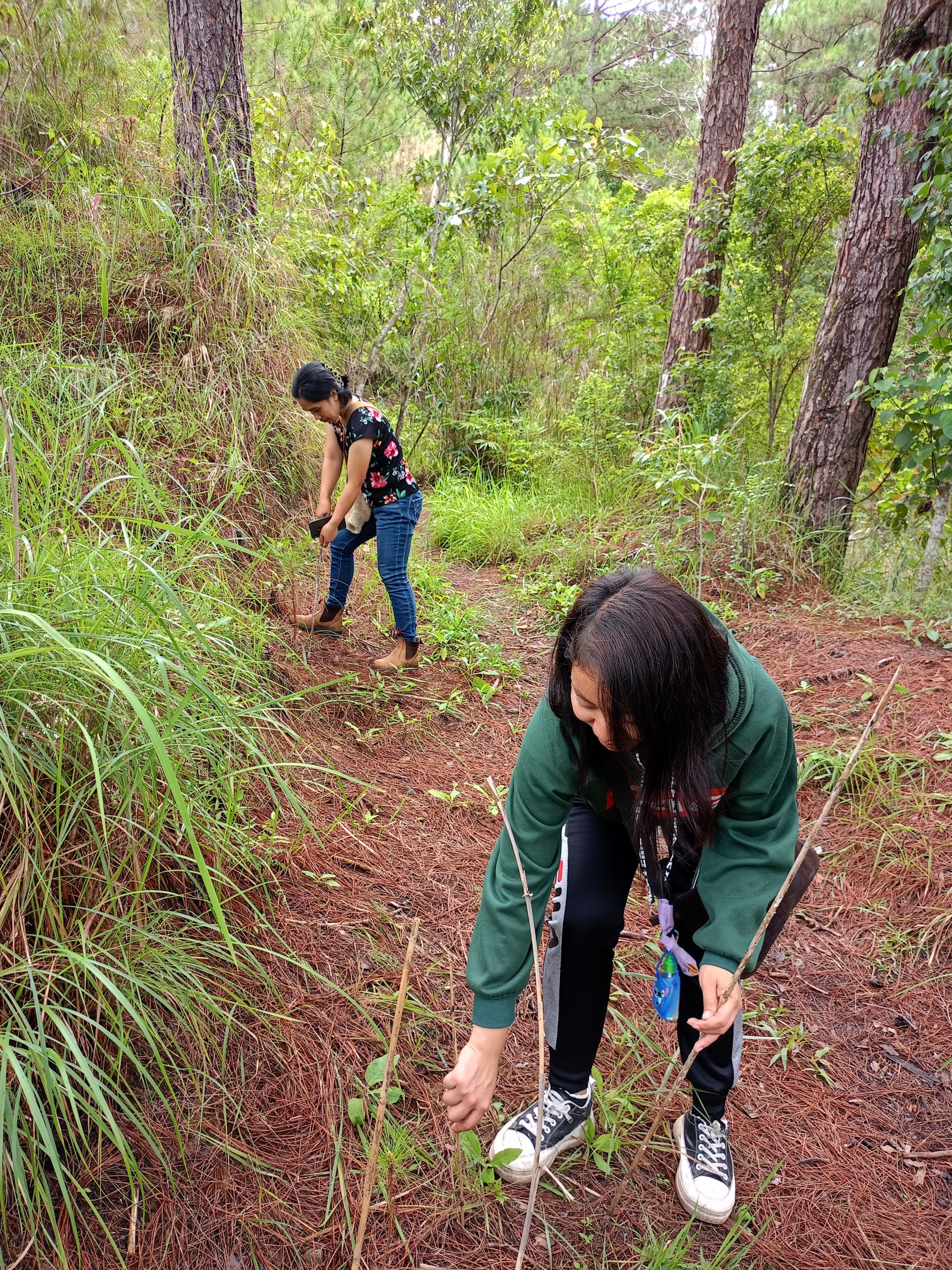 𝟓𝟏% 𝐨𝐟 𝐁𝐞𝐧𝐠𝐮𝐞𝐭 𝐏𝐢𝐧𝐞 𝐒𝐚𝐩𝐥𝐢𝐧𝐠𝐬 𝐏𝐥𝐚𝐧𝐭𝐞𝐝 𝐢𝐧 𝐓𝐮𝐛𝐥𝐚𝐲 𝐒𝐮𝐫𝐯𝐢𝐯𝐞𝐝 𝐄𝐧𝐯𝐢𝐫𝐨𝐧𝐦𝐞𝐧𝐭𝐚𝐥 ...